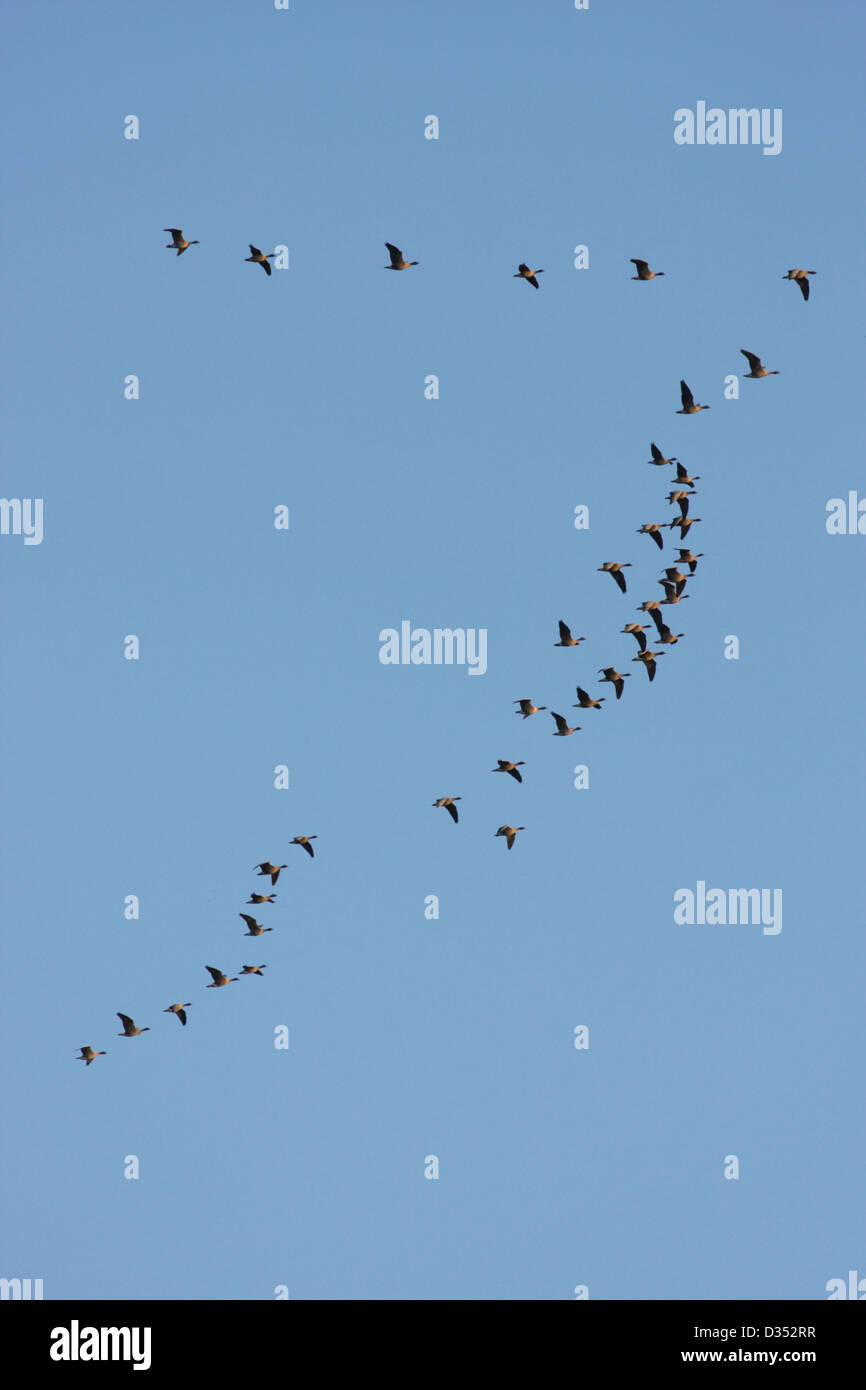 Geese autumn flight uk october hi-res stock photography and images - Alamy