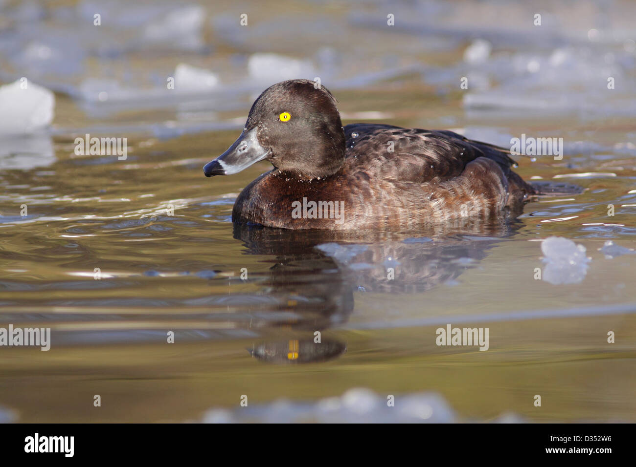 Tufted Duck (Arthya fuligula) female swimming around ice, West ...