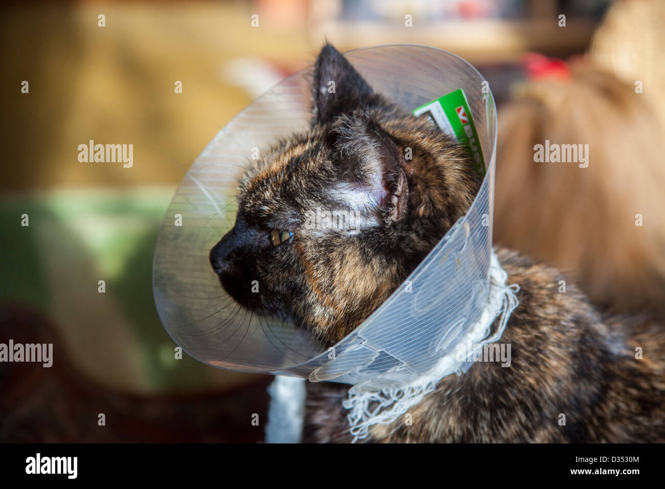 Cat after operation with protection Stock Photo - Alamy
