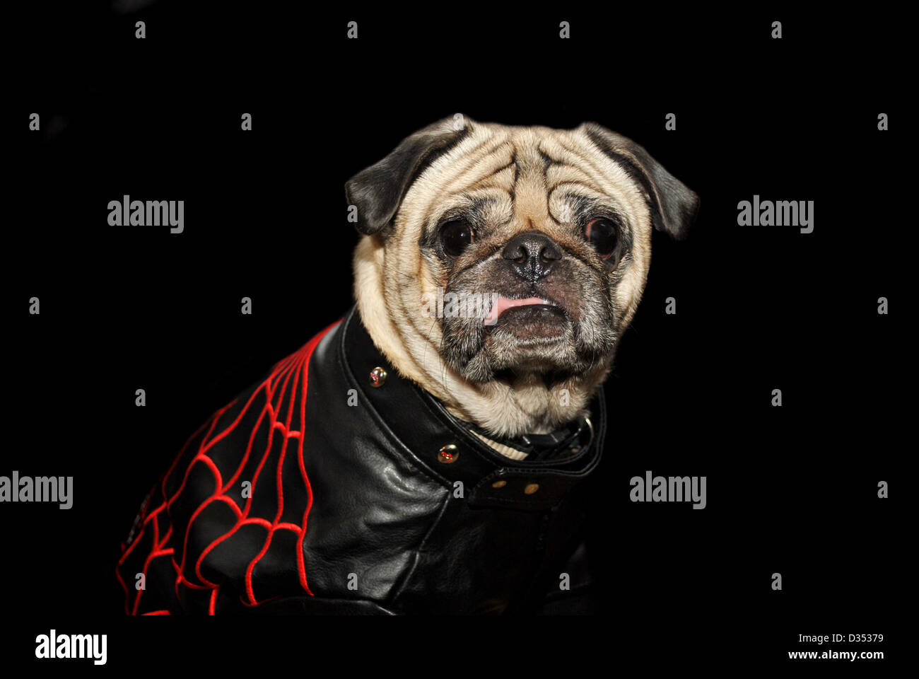 Old pug hi-res stock photography and images - Alamy