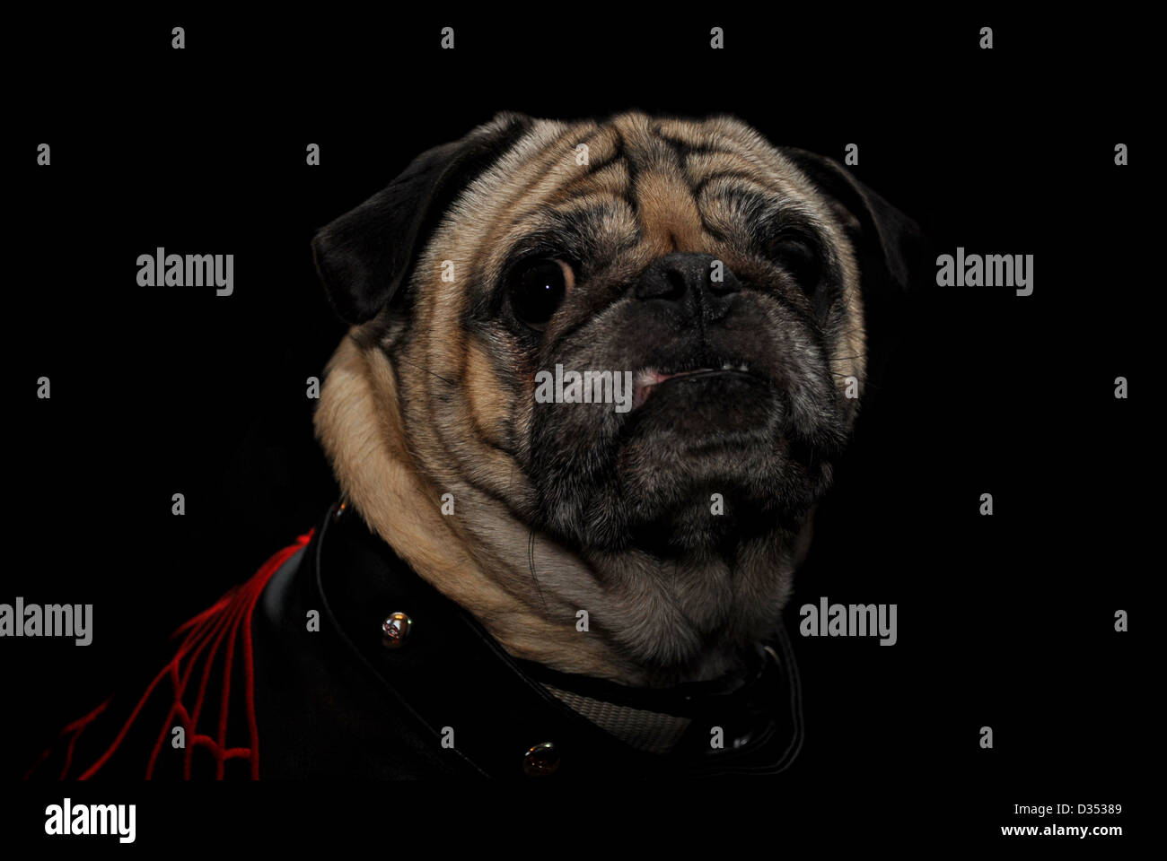 Old pug hi-res stock photography and images - Alamy