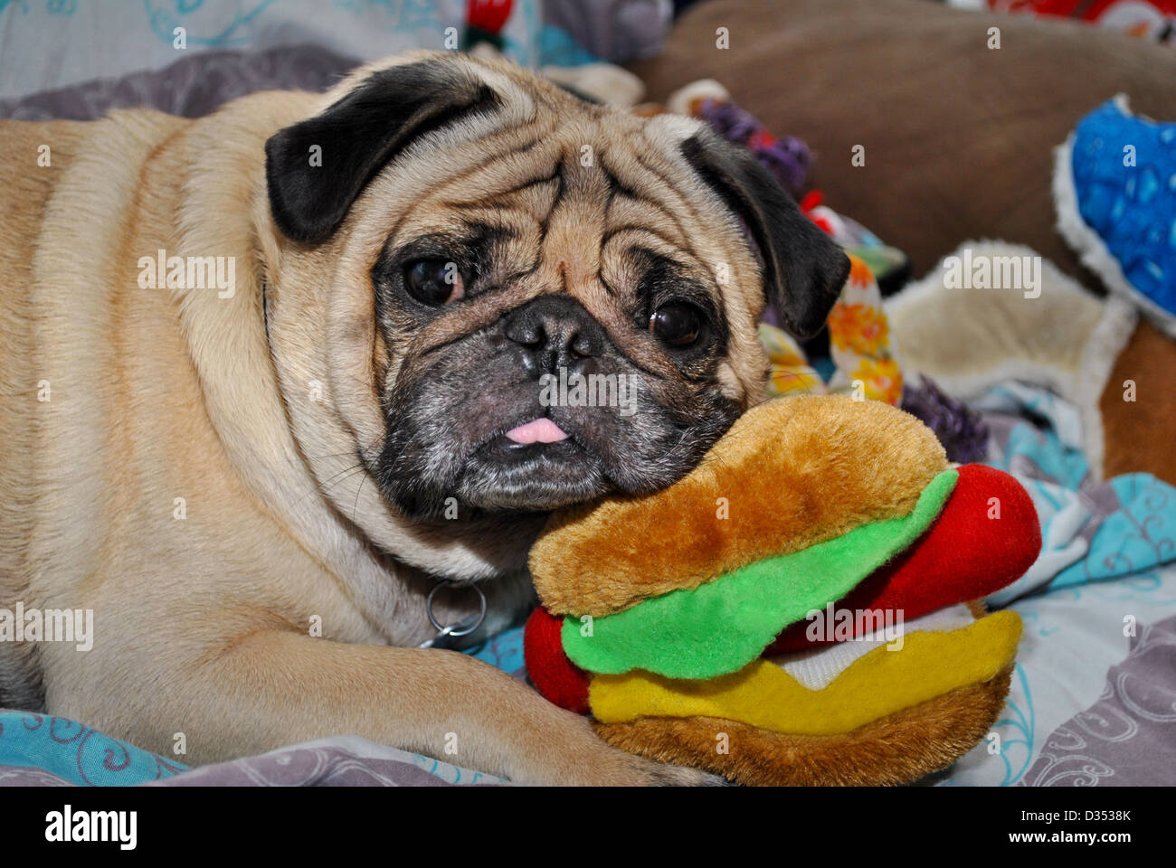 Playing is Tough Work - Wrinkled pug laying on a stuffed toy Stock ...