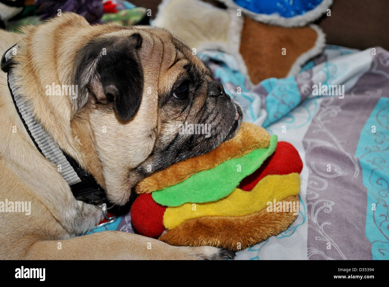 Tired pugs hi-res stock photography and images - Alamy