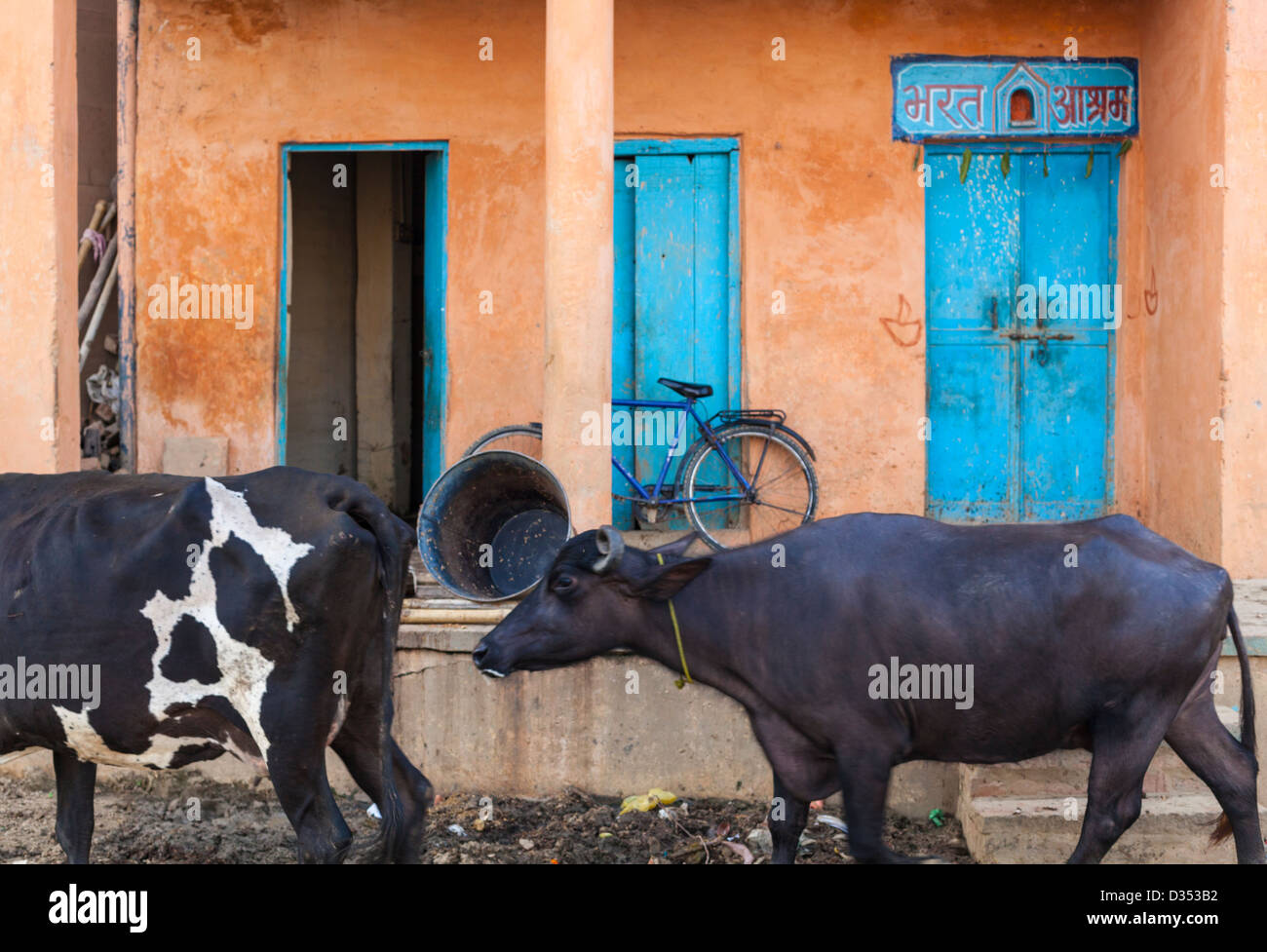 Indian cow in house hi-res stock photography and images - Alamy