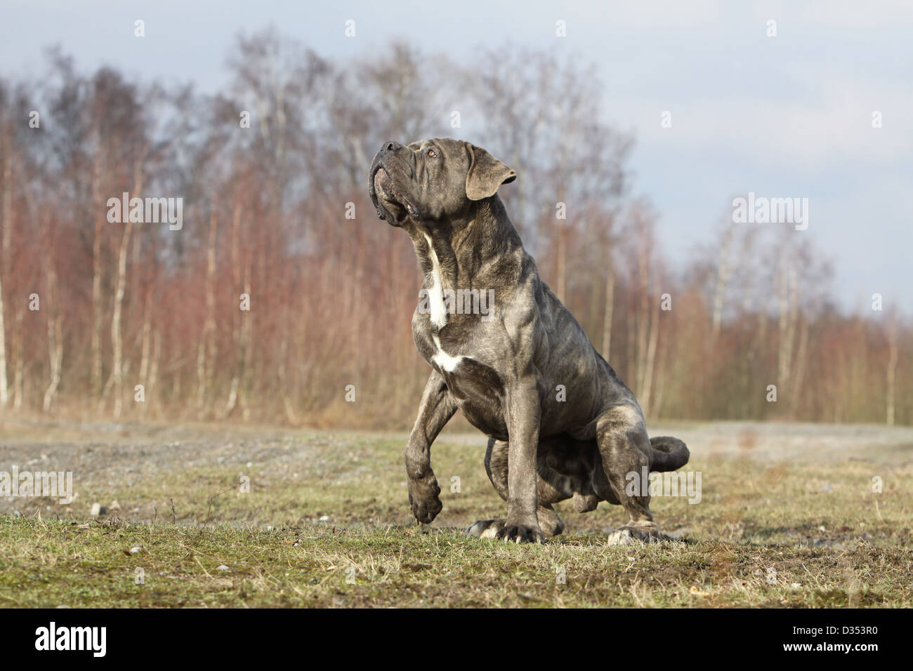 Dog Cane Corso / Italian Molosser adult sitting in a meadow Stock Photo ...