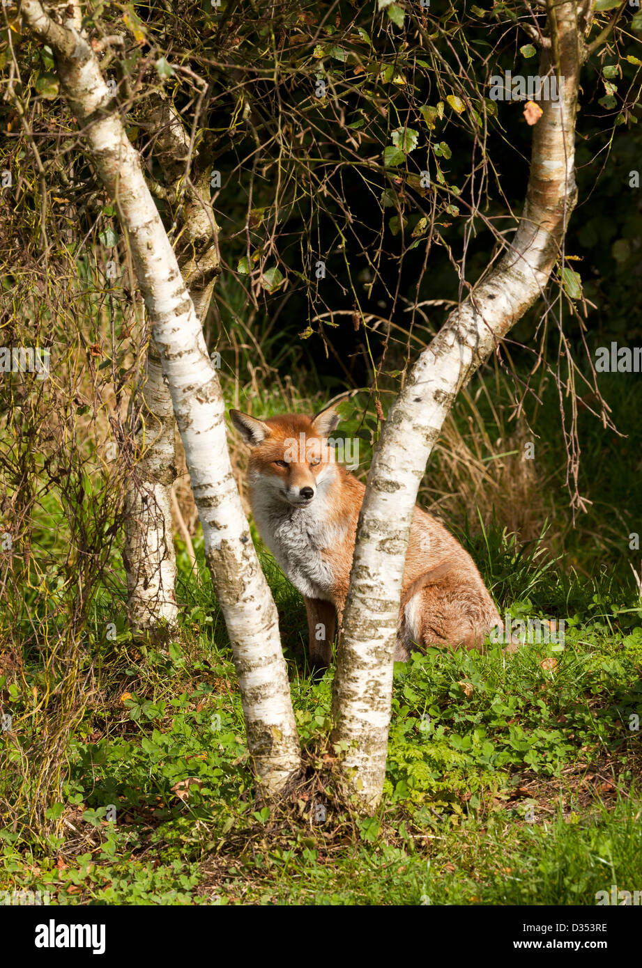 A Red Fox at the British Wildlife Centre in Surrey, England Stock Photo ...