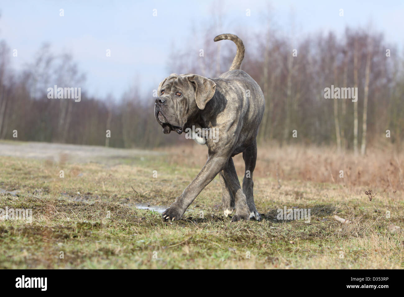 Dog Cane Corso / Italian Molosser adult running in a wood Stock Photo ...