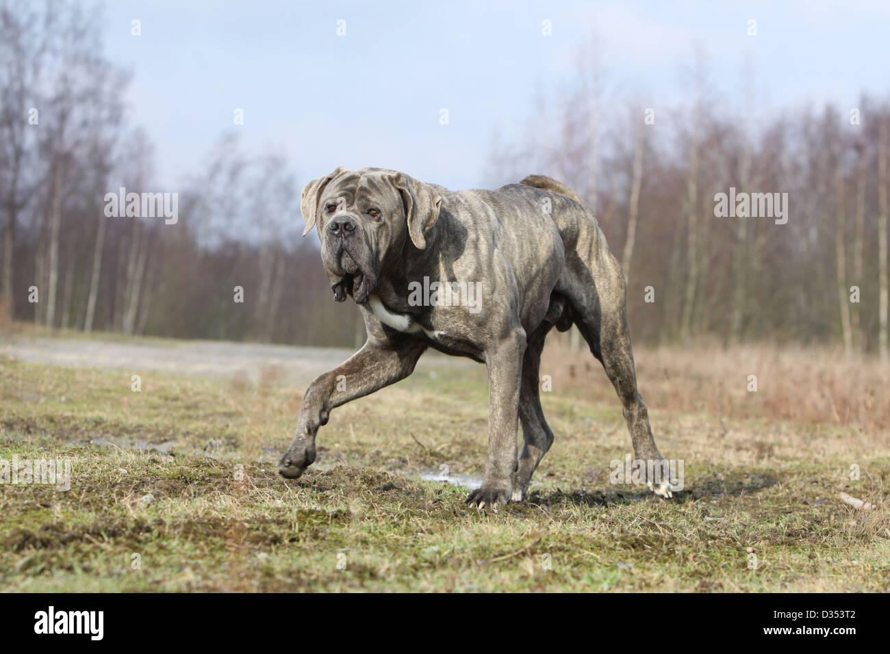 Dog Cane Corso / Italian Molosser adult running in a wood Stock Photo ...