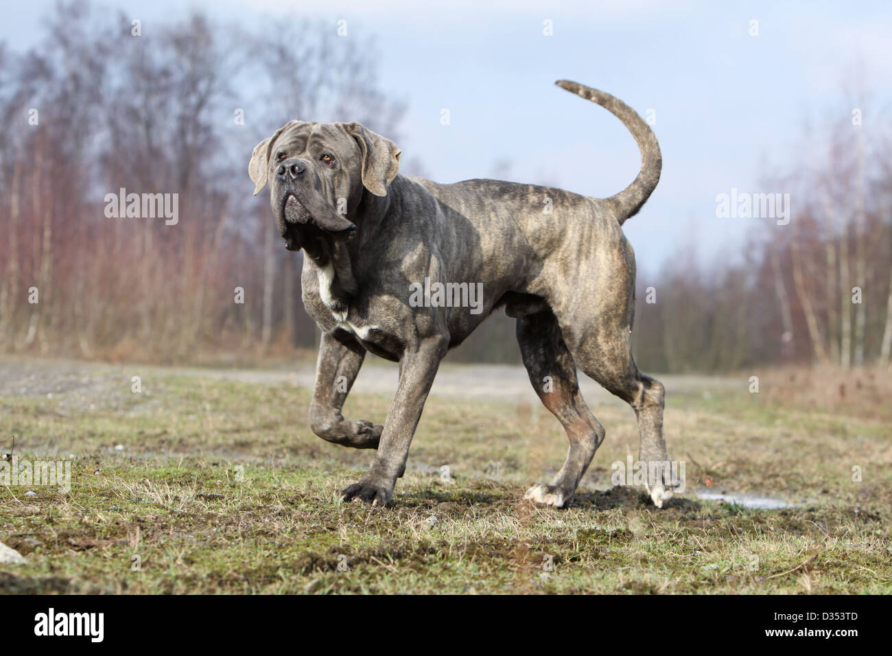 Dog Cane Corso / Italian Molosser adult running in a wood Stock Photo ...