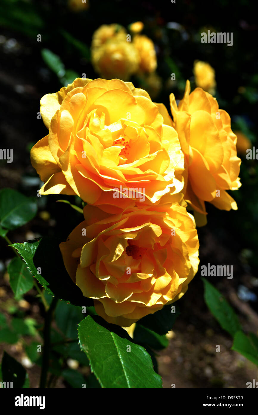 Bright Yellow Roses Growing in a Garden Stock Photo - Alamy