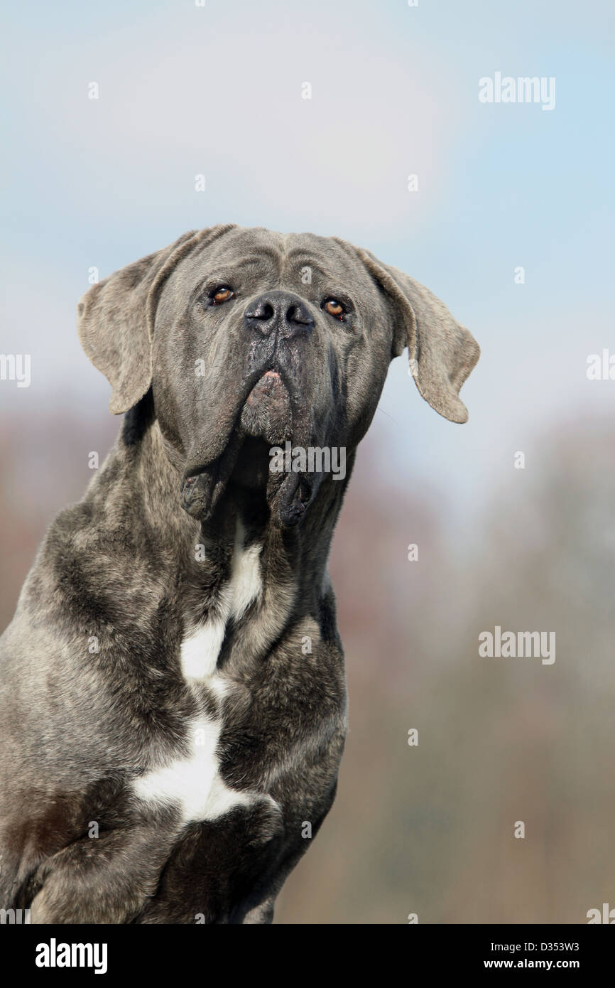 Dog Cane Corso / Italian Molosser adult portrait Stock Photo - Alamy