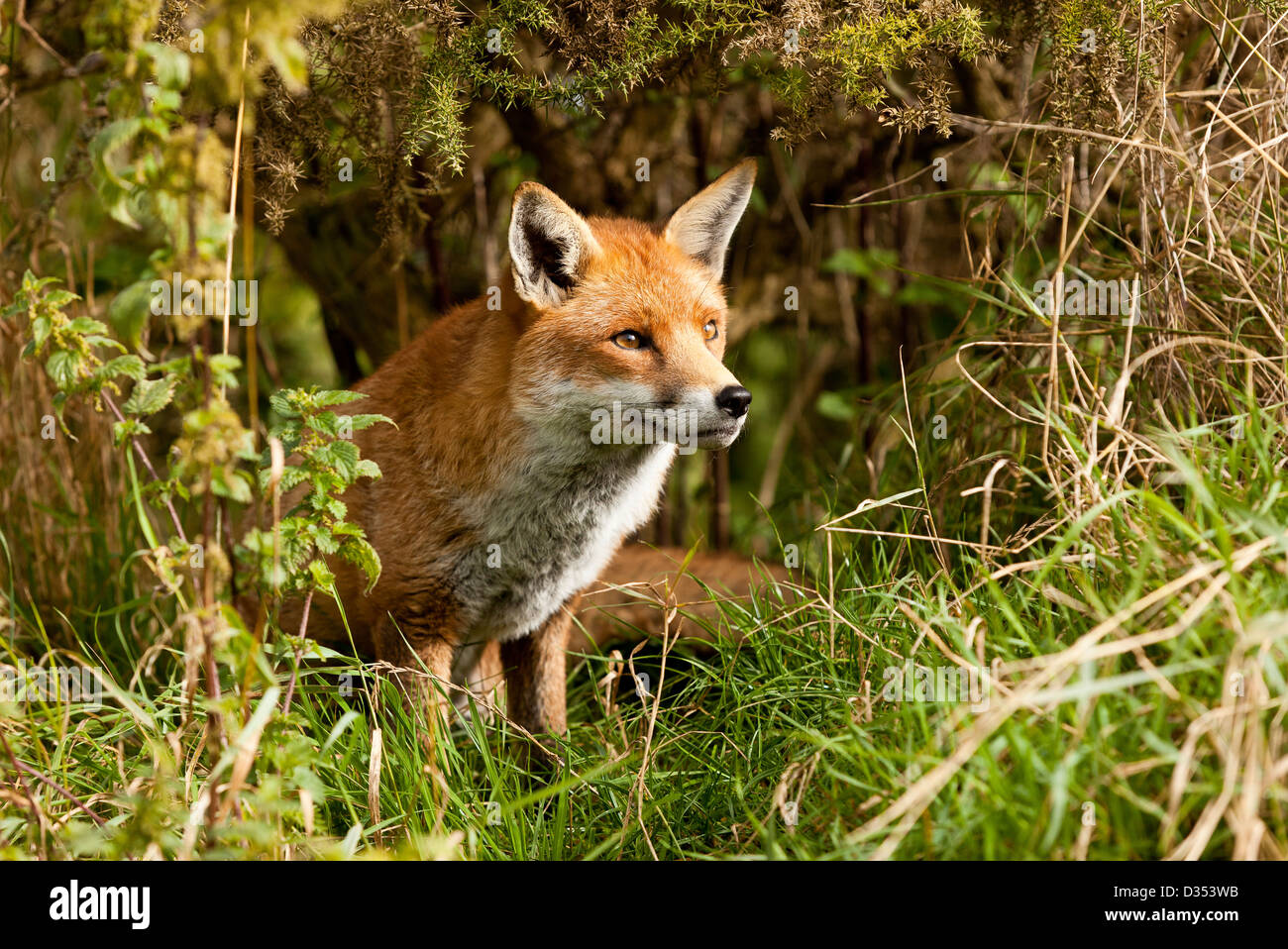 A Red Fox at the British Wildlife Centre in Surrey, England Stock Photo ...