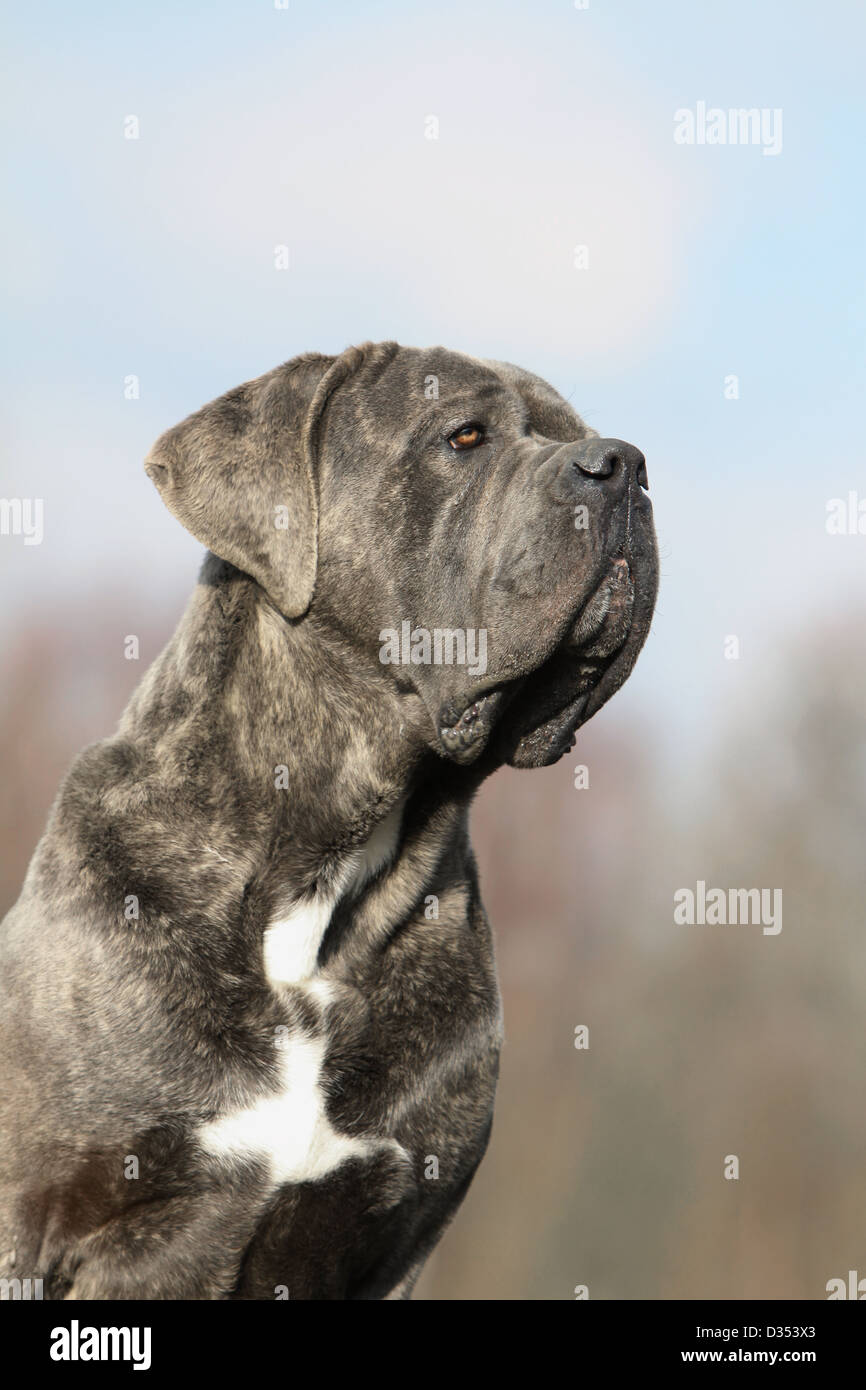 Dog Cane Corso / Italian Molosser adult portrait profile Stock Photo ...