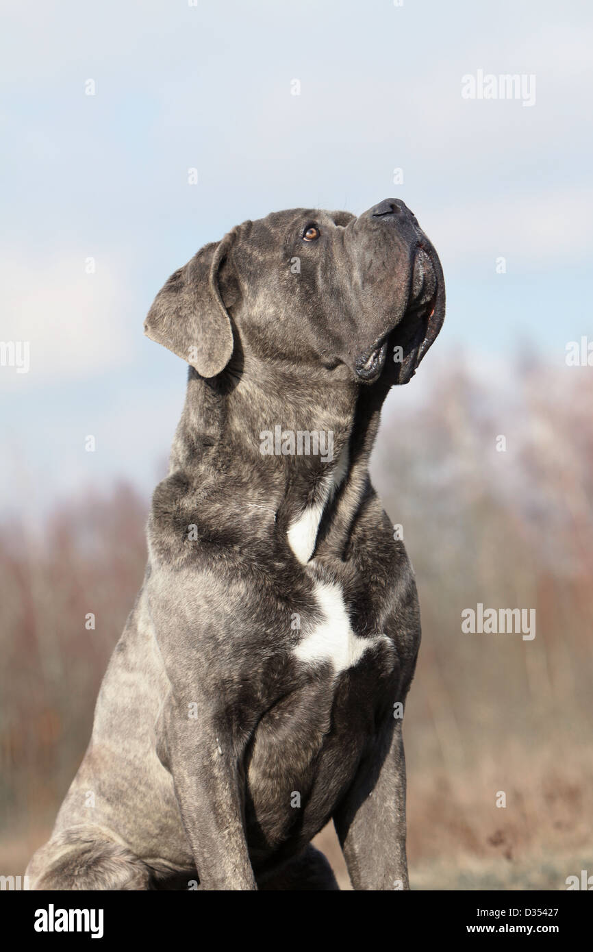 Dog Cane Corso / Italian Molosser adult portrait profile Stock Photo ...