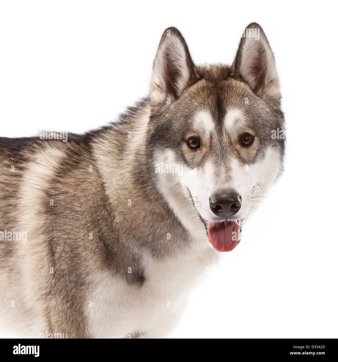 Siberian Husky Dog aged 9 months Stock Photo - Alamy