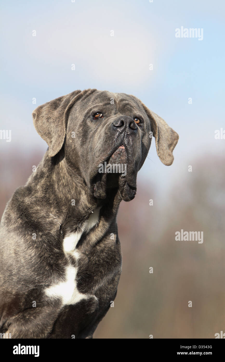 Dog Cane Corso / Italian Molosser adult portrait Stock Photo - Alamy