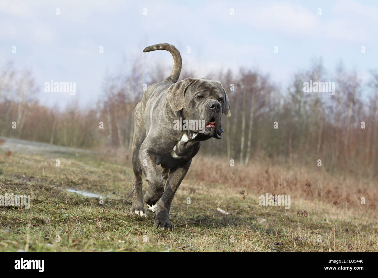 Dog Cane Corso / Italian Molosser adult running in a wood Stock Photo ...