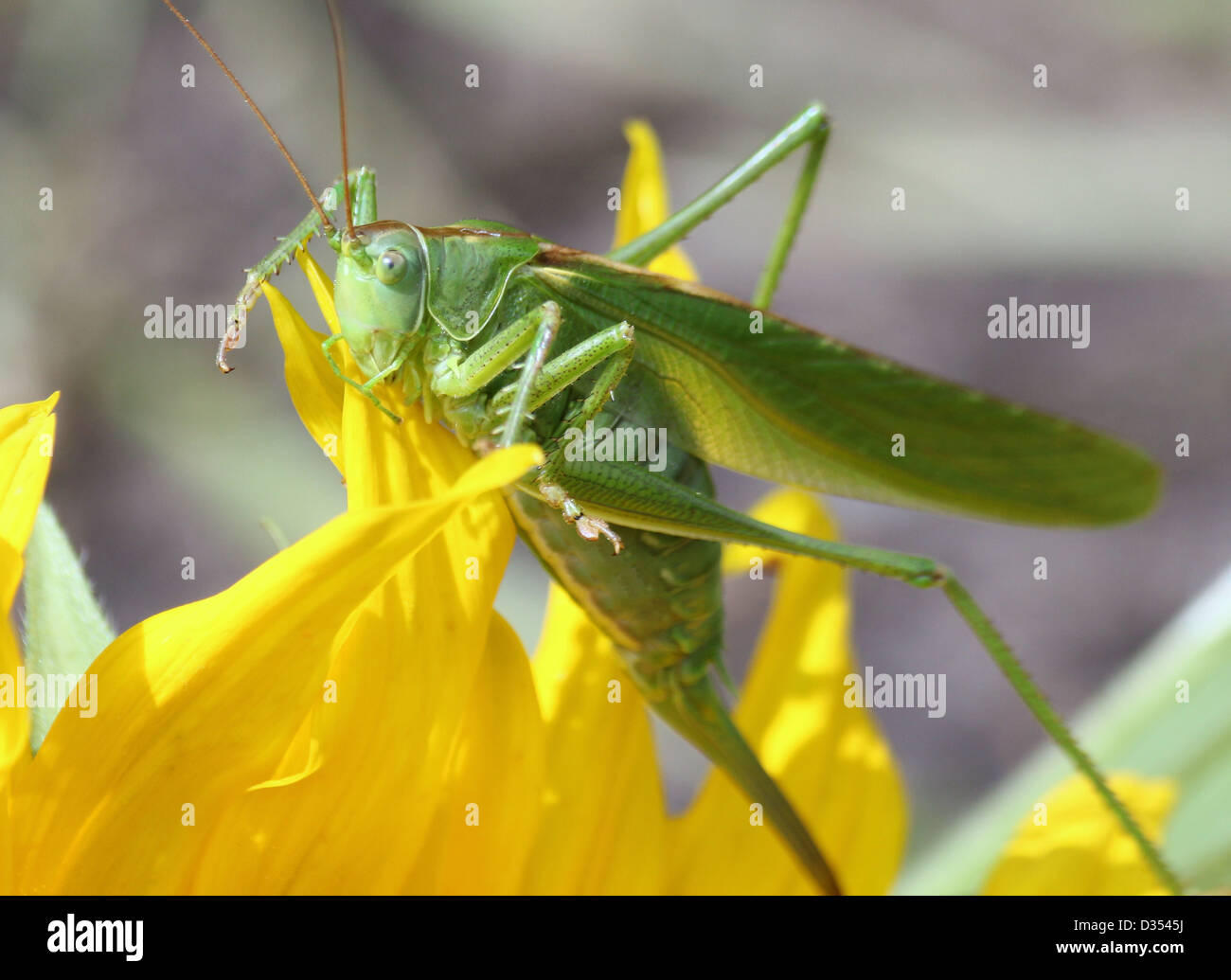 Grasshopper jumping hopping hi-res stock photography and images - Alamy