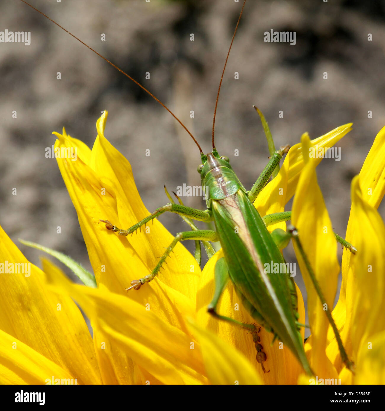 A great green bush cricket hi-res stock photography and images - Alamy