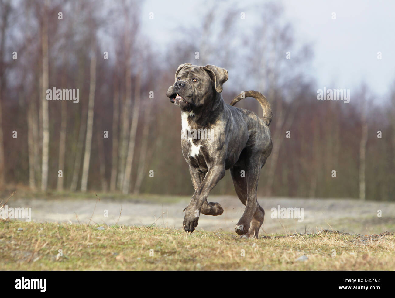Dog Cane Corso / Italian Molosser adult running in a wood Stock Photo ...