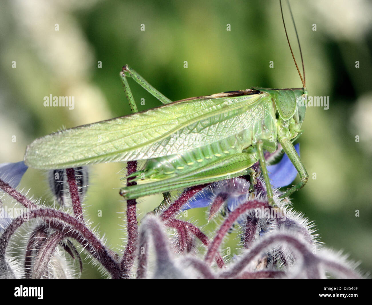 A great green bush cricket hi-res stock photography and images - Alamy