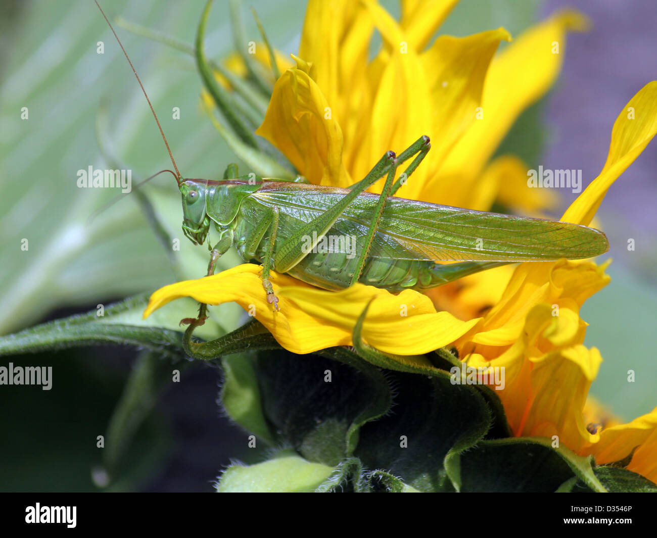 A great green bush cricket hi-res stock photography and images - Alamy