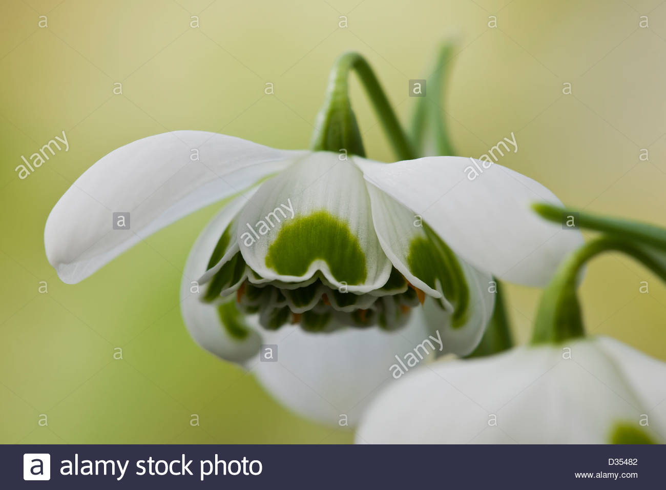 Hippolyta Stock Photos & Hippolyta Stock Images - Alamy