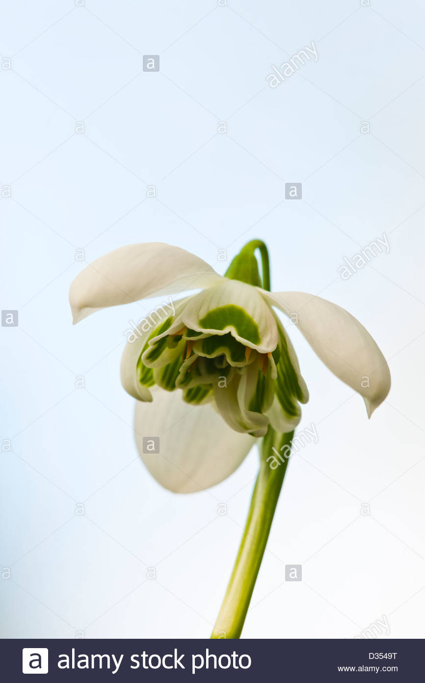 Hippolyta Stock Photos & Hippolyta Stock Images - Alamy