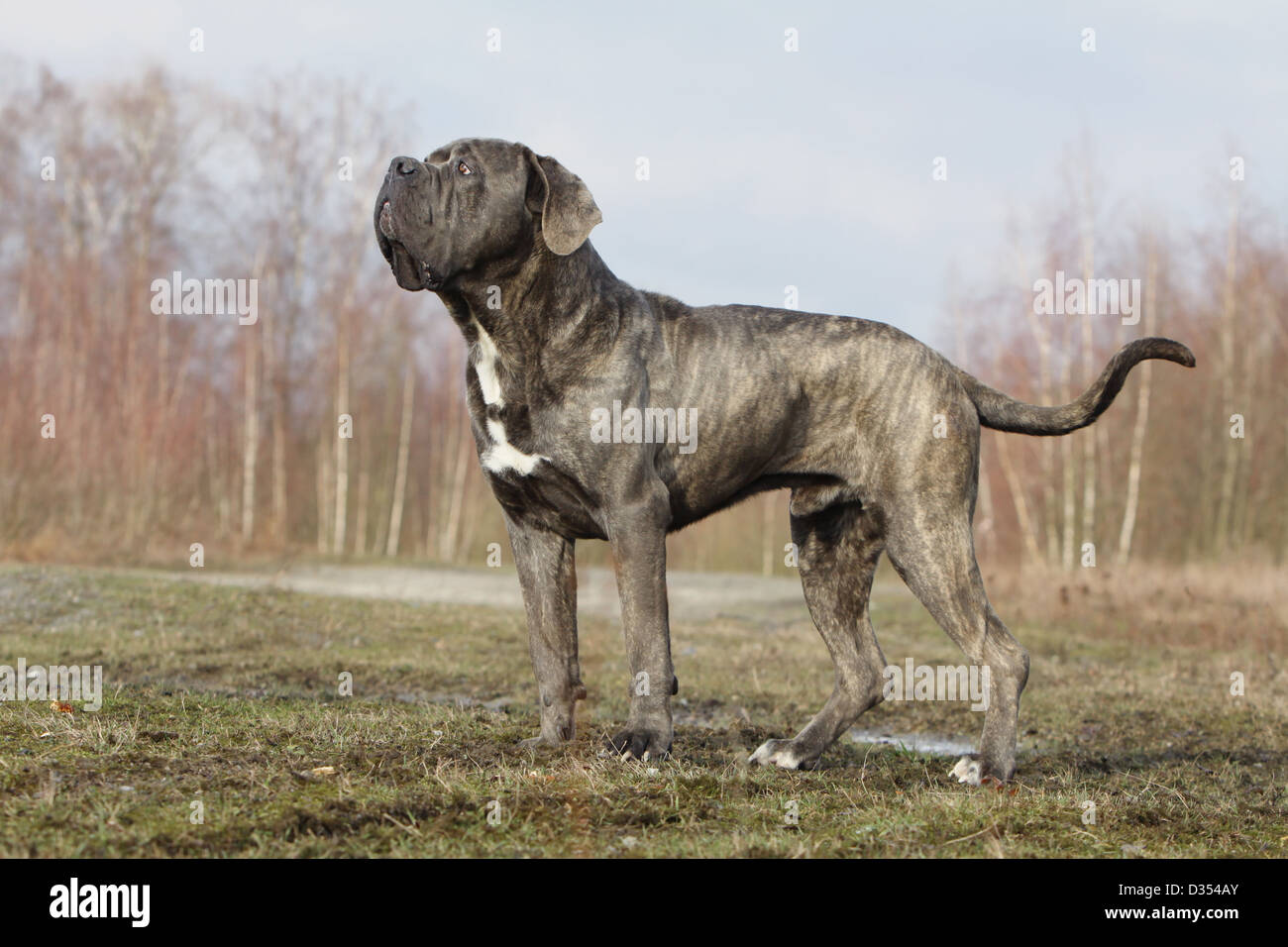 Dog Cane Corso / Italian Molosser adult standing profile Stock Photo ...