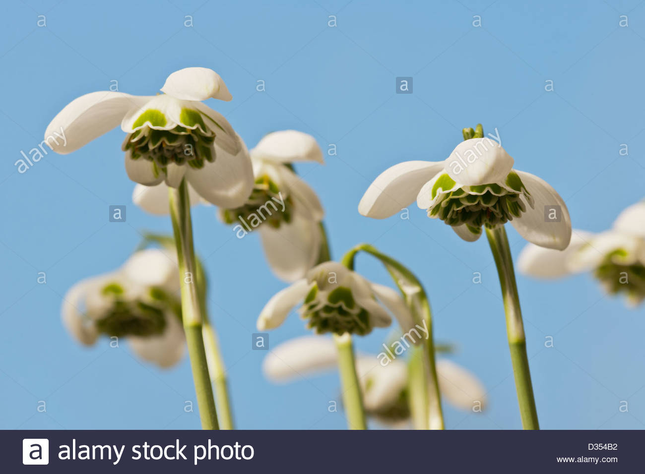 Hippolyta Stock Photos & Hippolyta Stock Images - Alamy
