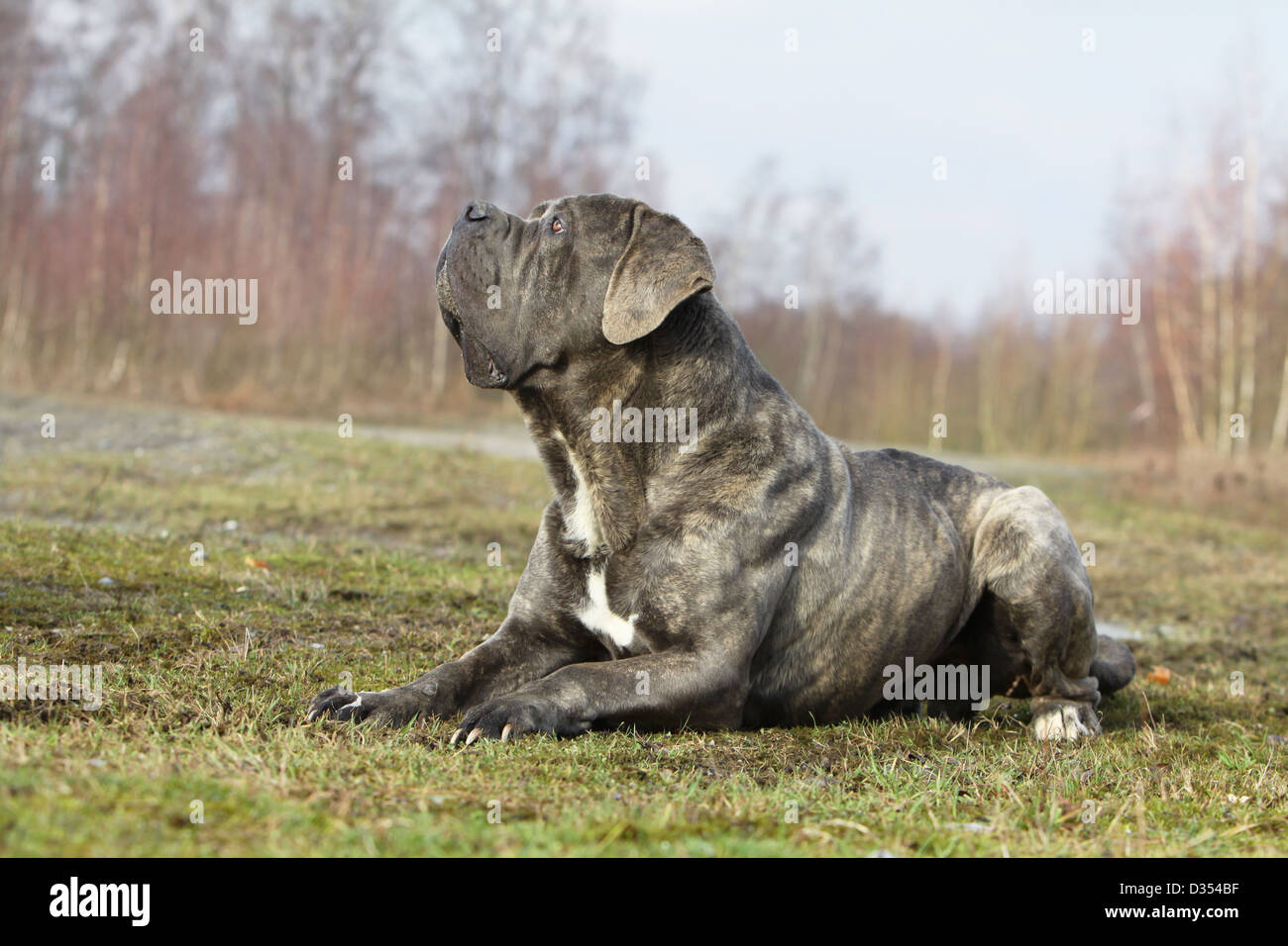 Dog Cane Corso / Italian Molosser adult lying in a meadow Stock Photo ...