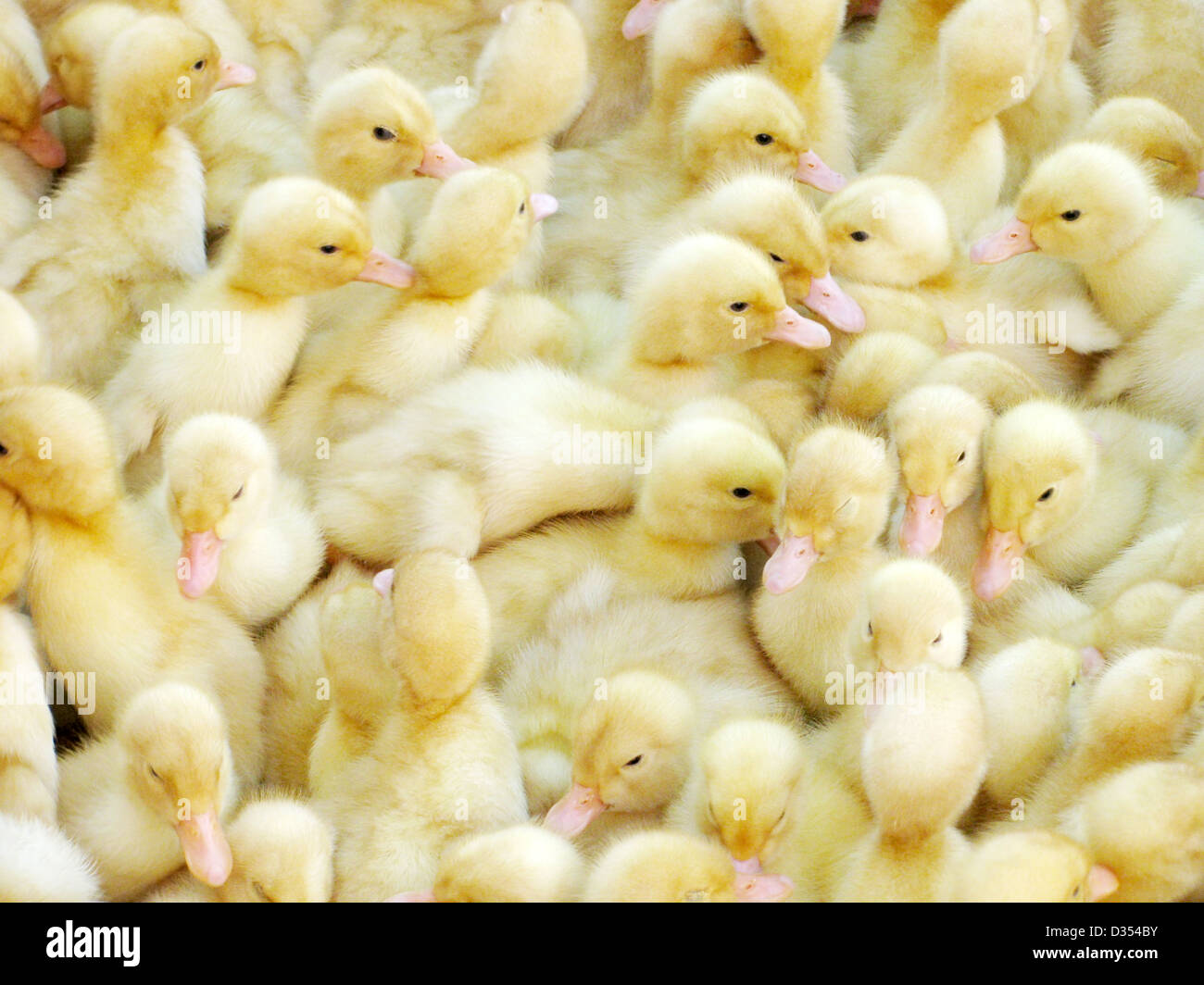 Several ducklings hi-res stock photography and images - Alamy