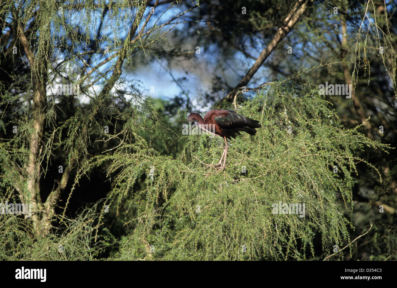 Australia, wildlife, native birds, Glossy Ibis Stock Photo - Alamy