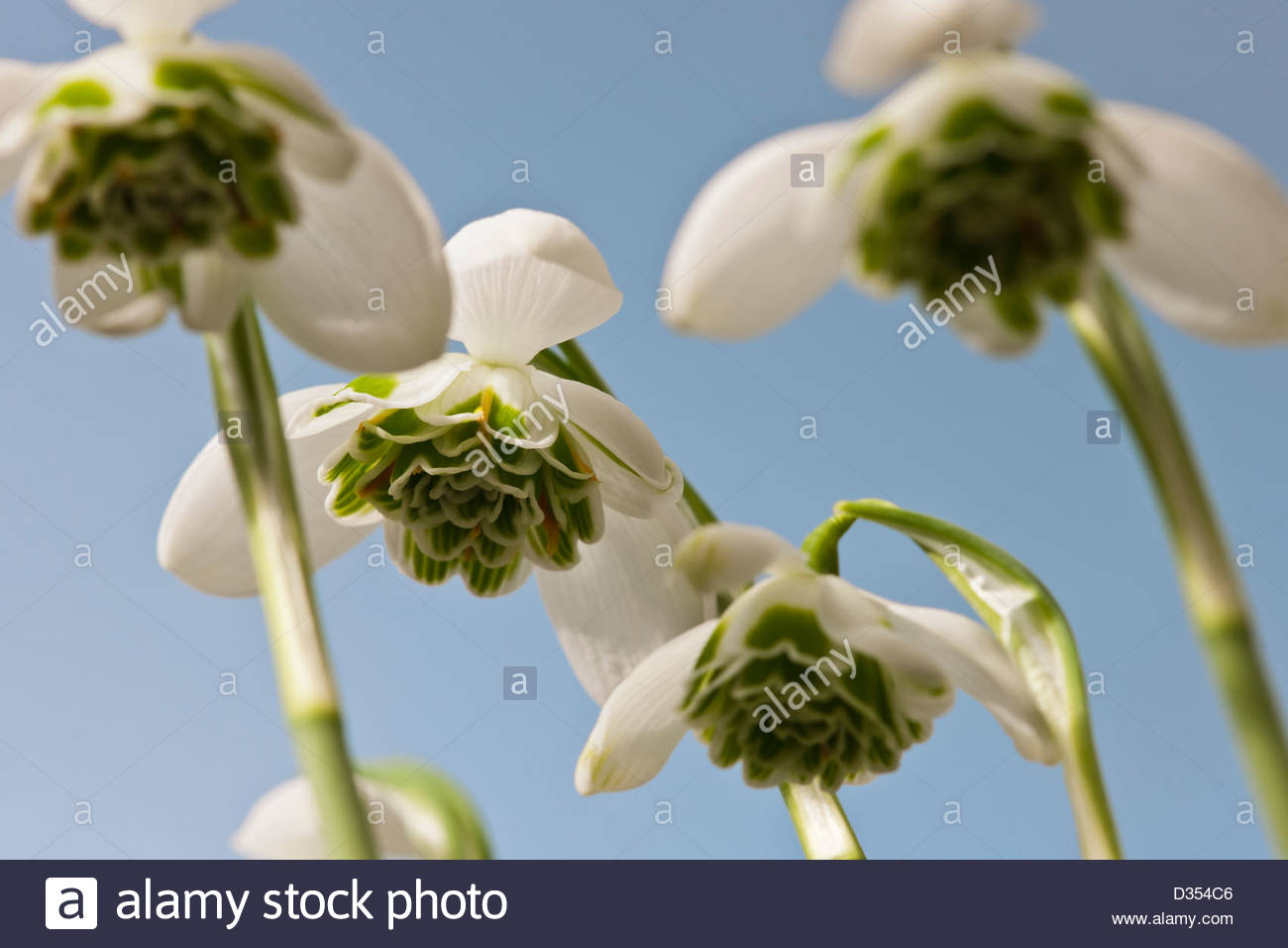Hippolyta Stock Photos & Hippolyta Stock Images - Alamy