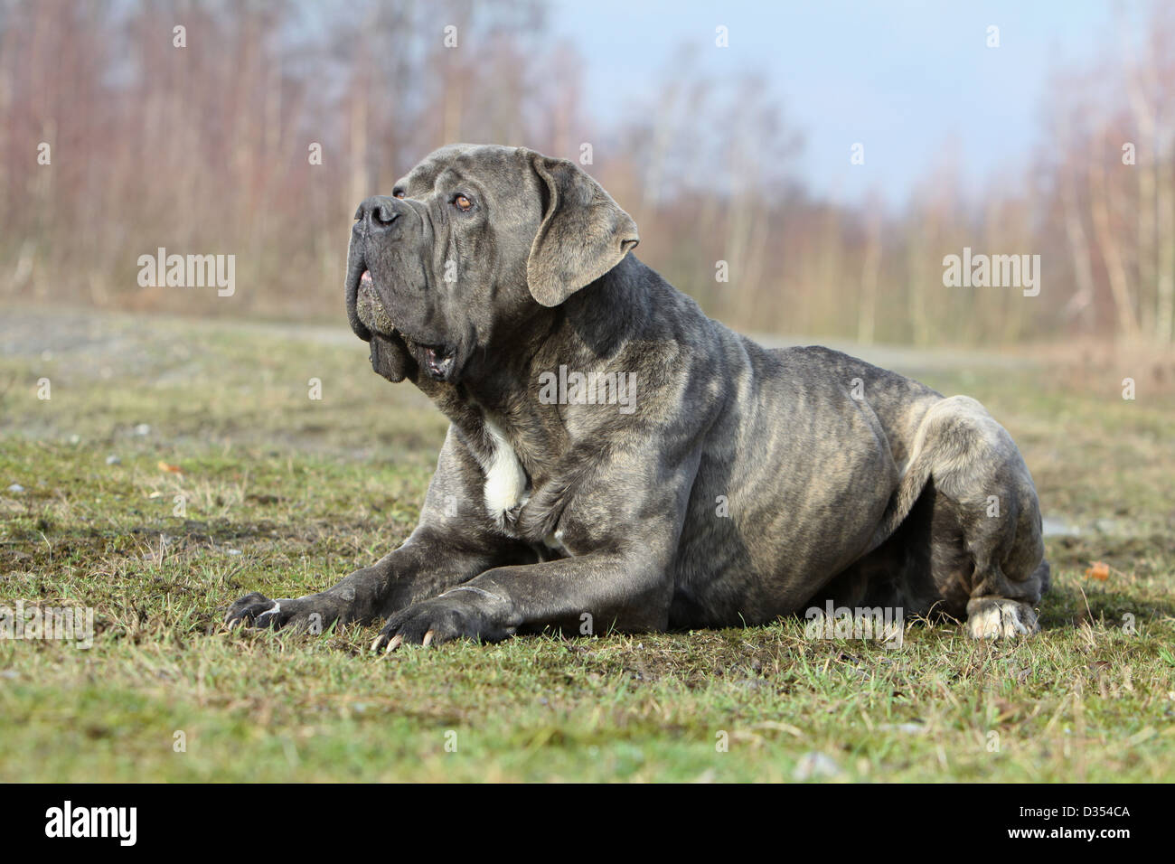 Dog Cane Corso / Italian Molosser adult lying in a meadow Stock Photo ...
