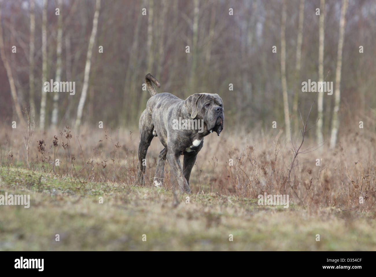Dog Cane Corso / Italian Molosser adult running in a wood Stock Photo ...