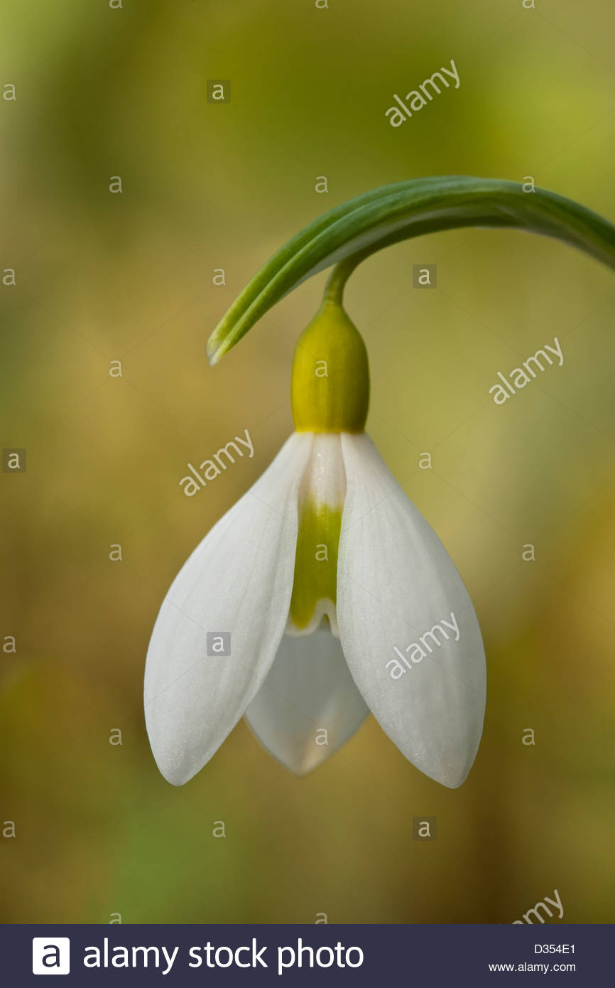 Rare Snowdrop Stock Photos & Rare Snowdrop Stock Images - Alamy