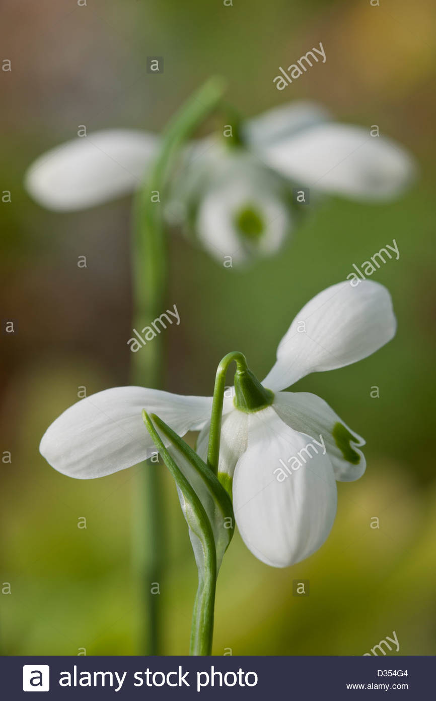 Hippolyta Stock Photos & Hippolyta Stock Images - Alamy
