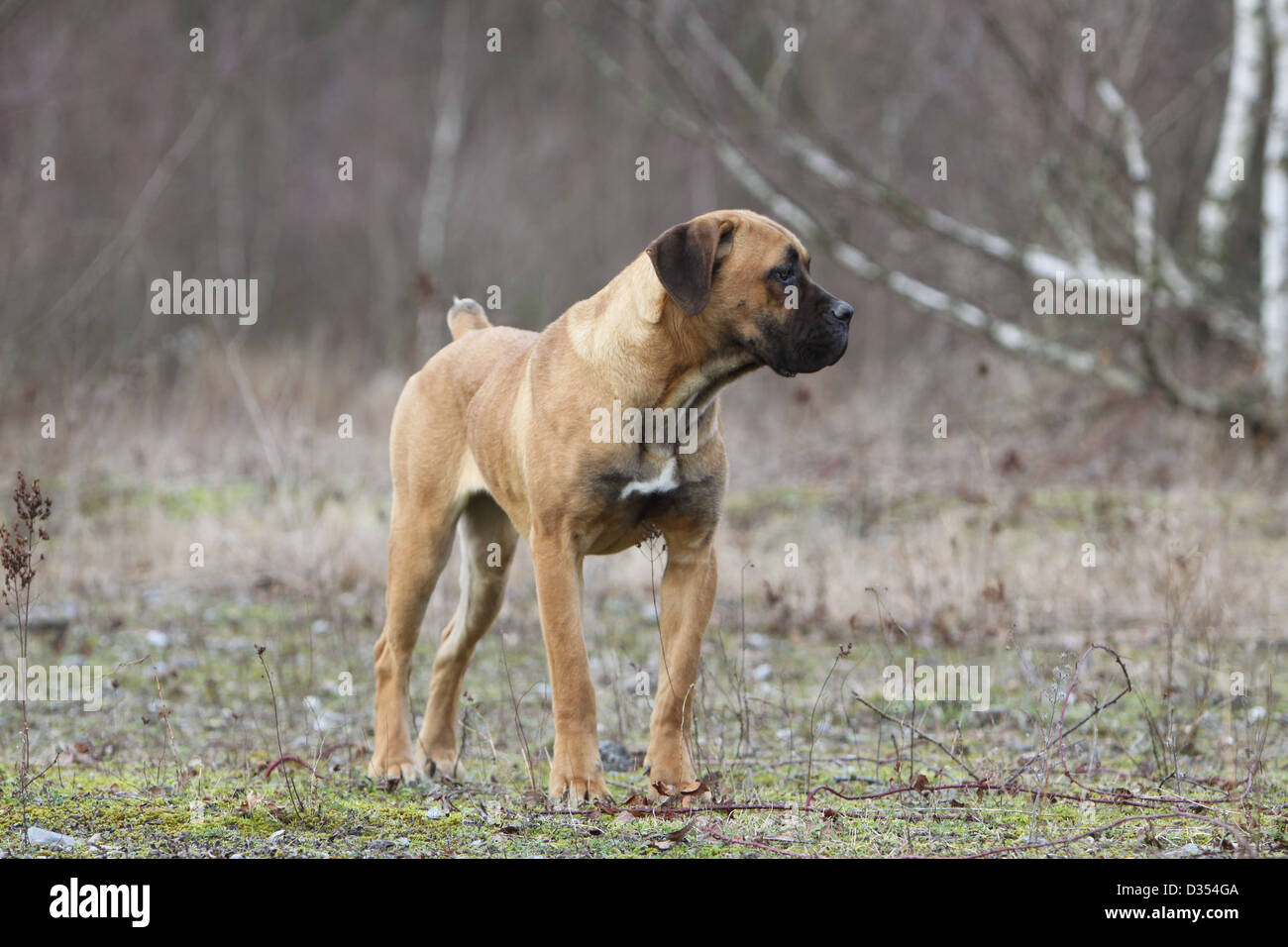 Dog Cane Corso / Italian Molosser adult standing in a wood Stock Photo ...