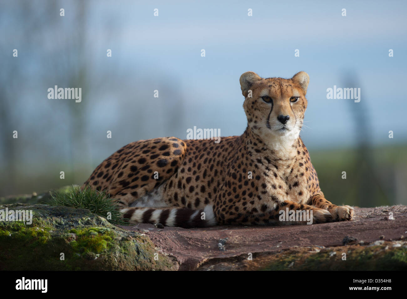 Cheetah (Acinonyx jubatus Stock Photo - Alamy