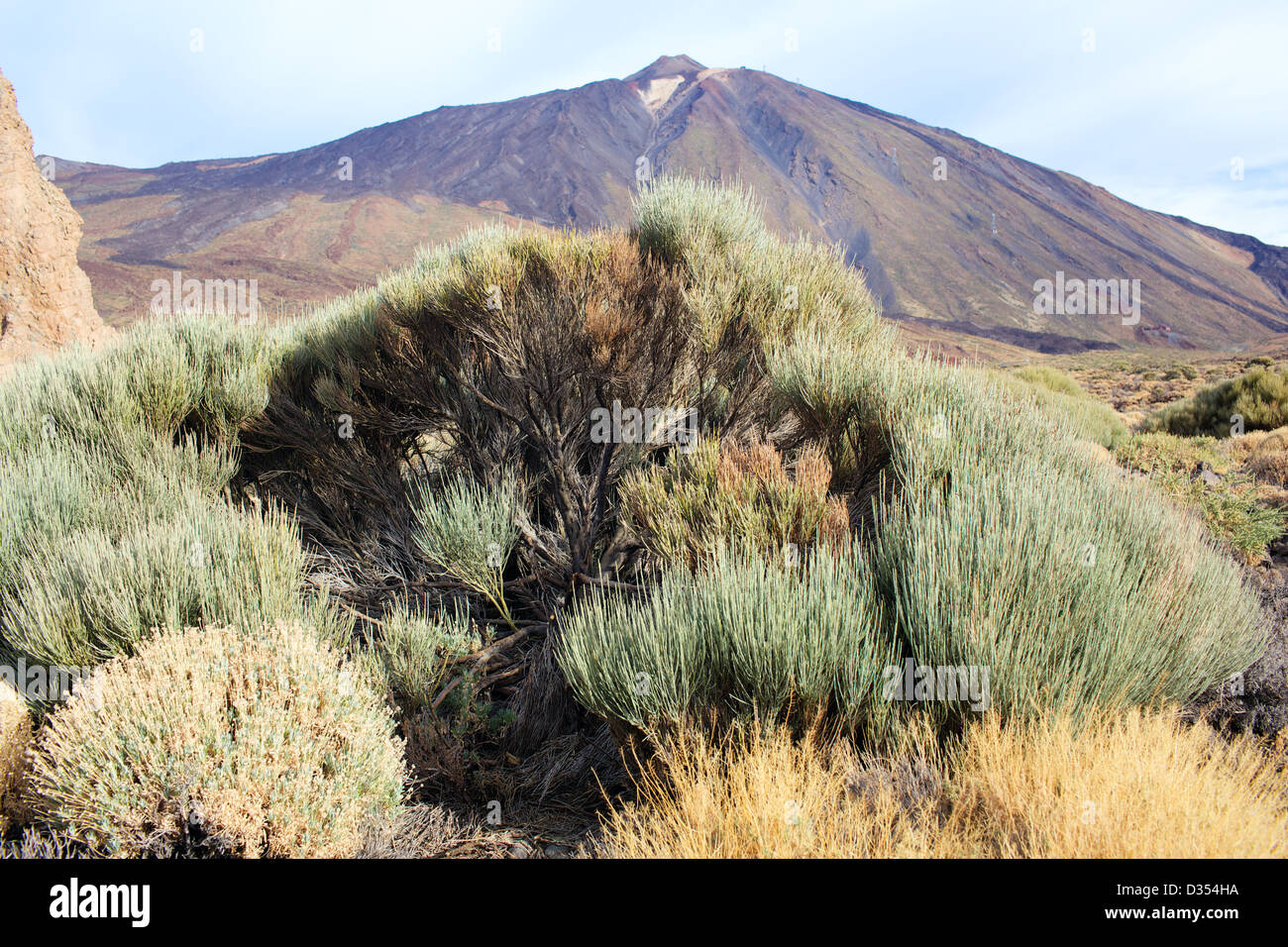 Canarian vegetation at the foot of the volcano Teide on Tenerife Stock ...