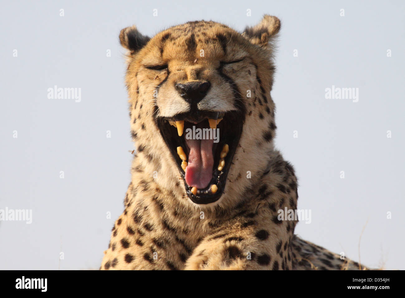 Cheetah tongue hi-res stock photography and images - Alamy