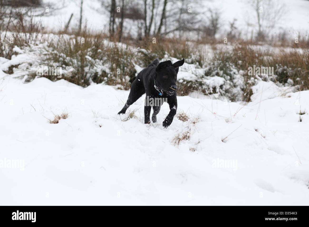 Black labrador puppy playing in snow Stock Photo - Alamy