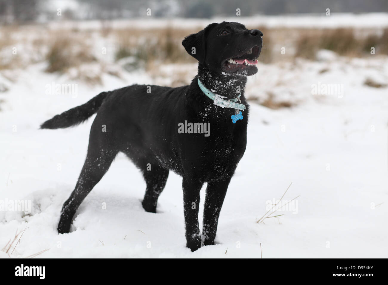 Pedigree Black Labrador dog in snow, panting Stock Photo - Alamy