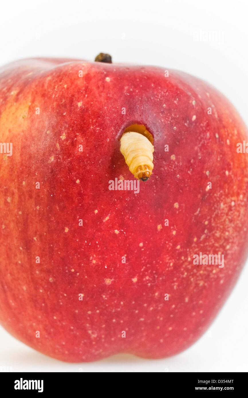 apple with worm Stock Photo - Alamy