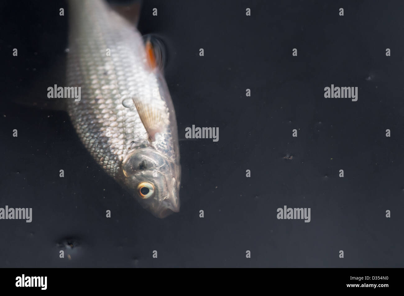 Dead fish in a stream Stock Photo - Alamy