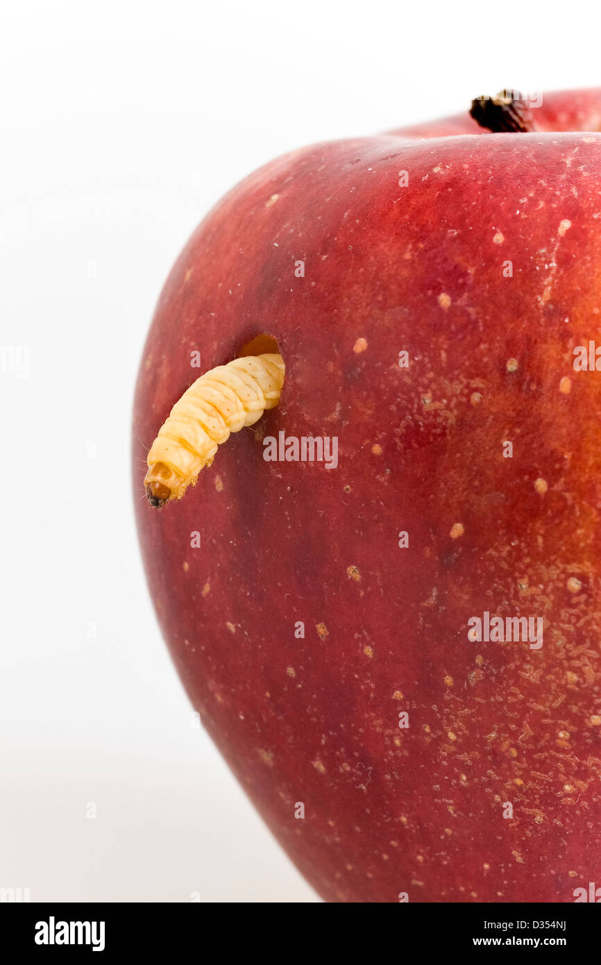 apple with worm Stock Photo - Alamy