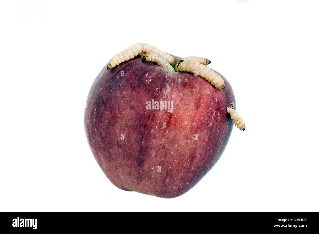apple with worm Stock Photo - Alamy