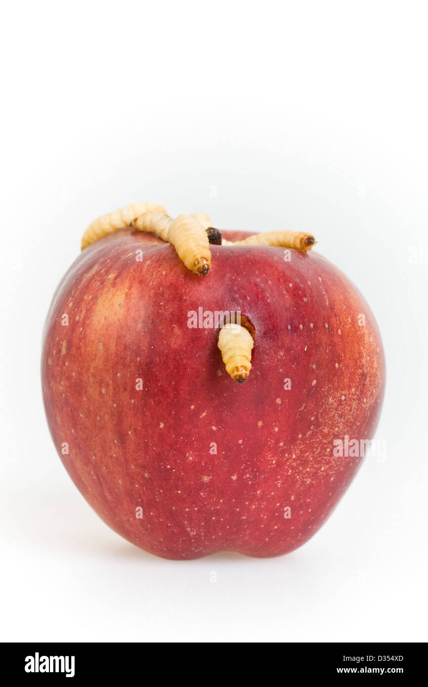 Apple and worm hi-res stock photography and images - Alamy