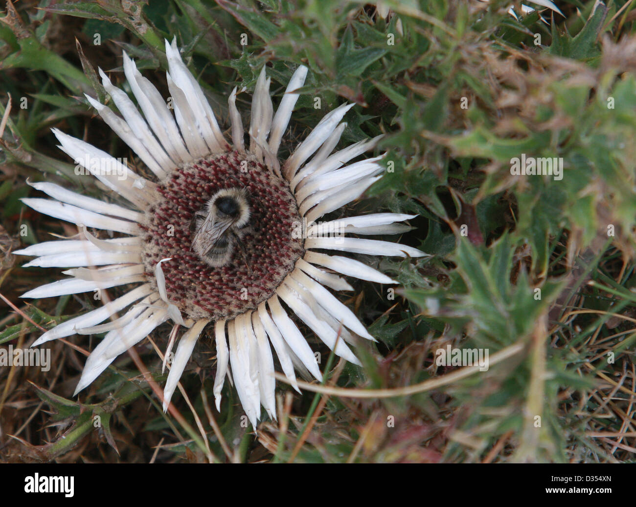 Extreme Close up of a honey bee collecting nectar from a flower Stock ...